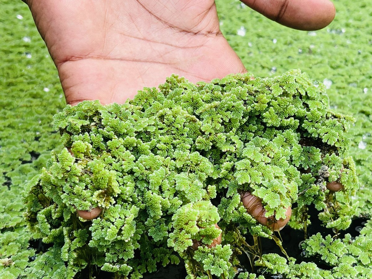 #KilimoTips IFAHAMU AZOLLA. Azolla ni aina ya bleu green algae ambayo ...