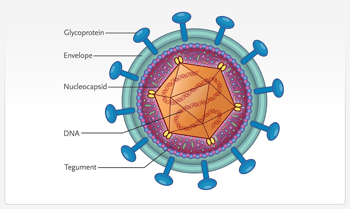 Herpes Virus Model