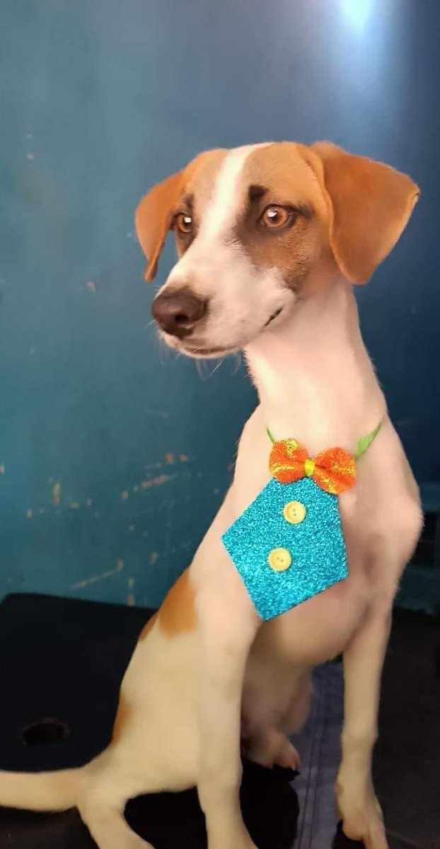 Marcando Huellas on Twitter: "Perro extraviado zona capiata ruta 2 km 22,5 caacupemi rocio .. si ...