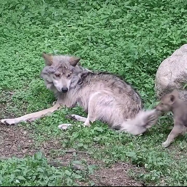 Wolf Conservation Center 🐺 on Twitter: "Wolves are patient. Be like a wolf 🐺"