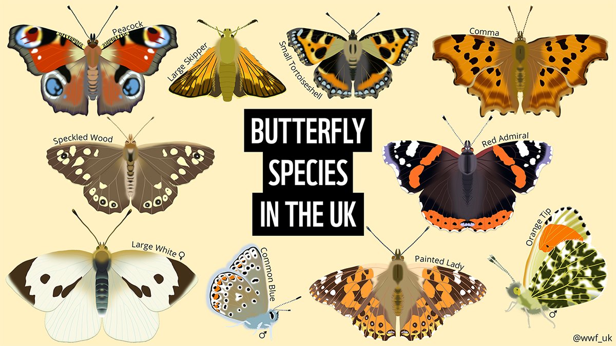 English Butterfly Names