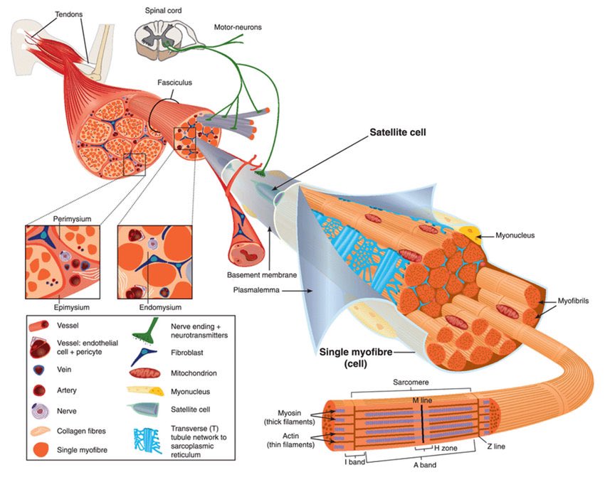 Endomysium Of Skeletal Muscle