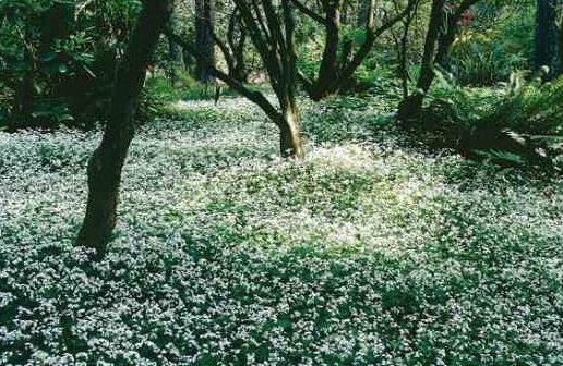 Sweet Woodruff Ground Cover