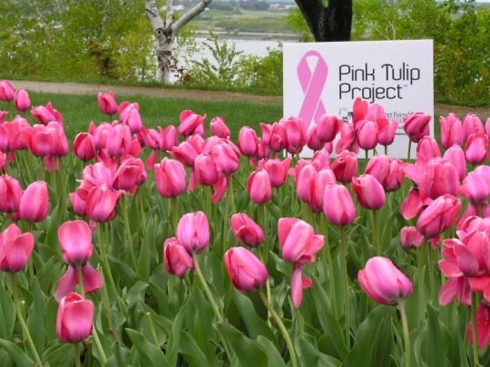 AudioFile Magazine on Twitter: "Pink Tulip Project to start your Sunday/Mother’s Day 🌷 (The ...