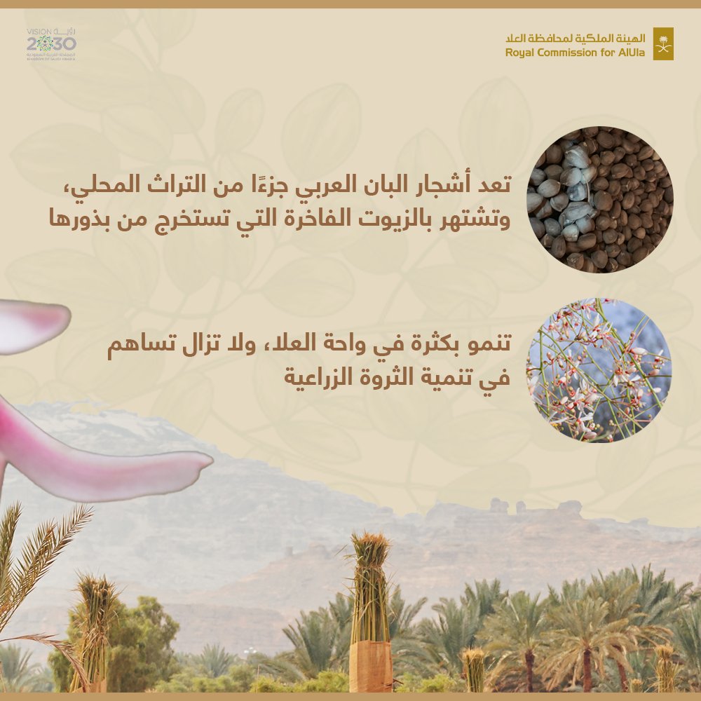 الهيئة الملكية لمحافظة العلا On Twitter يعد البانالعربي من الأشجار الأصيلة والتي ازدهرت في