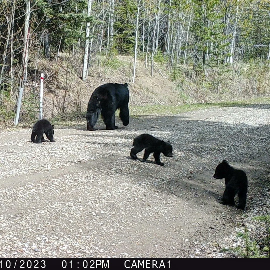 Viv K on Twitter: "Look at all those adorable #bear bums! No resting for this super momma ️ 🐻🐻🐻 ...
