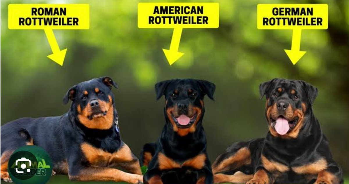 Whats The Difference Between An American Rottweiler And A German Rottweiler