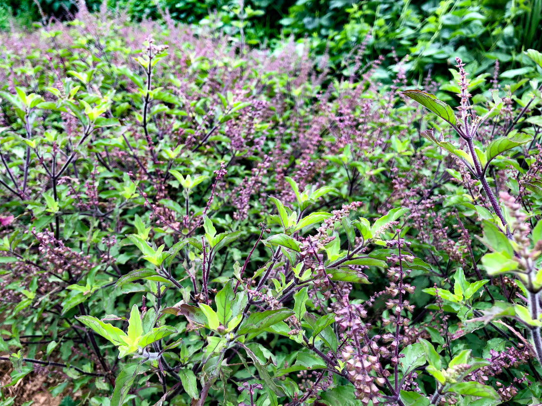 Do you know? 🌺There are many plants and trees that are very sacred in ...