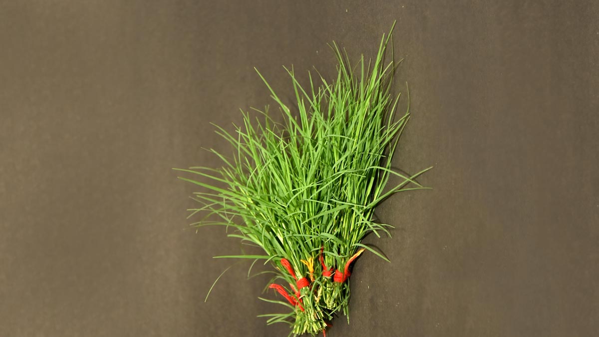 Do you know? 🌺There are many plants and trees that are very sacred in ...