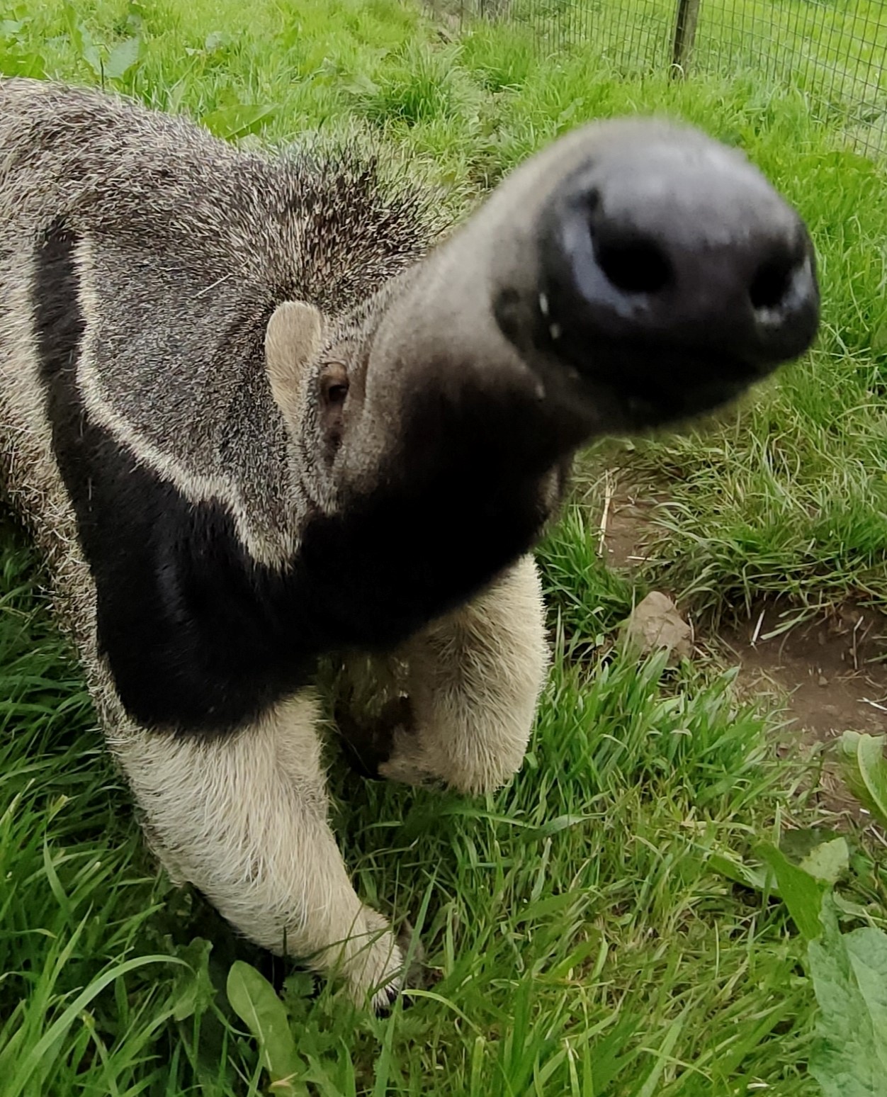 Anteater Head