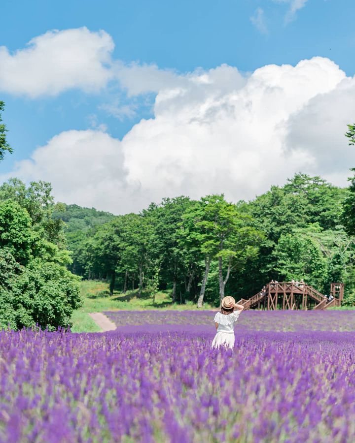 RETRIP＜公式＞ on Twitter: "デートにおすすめ！関東地方の「5～7月が見頃」な花畑スポットまとめ💕 https://rtrp.jp/articles/84372/"