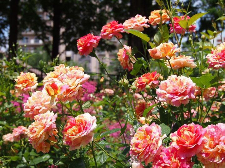 RETRIP＜公式＞ on Twitter: "デートにおすすめ！関東地方の「5～7月が見頃」な花畑スポットまとめ💕 https://rtrp.jp/articles/84372/"