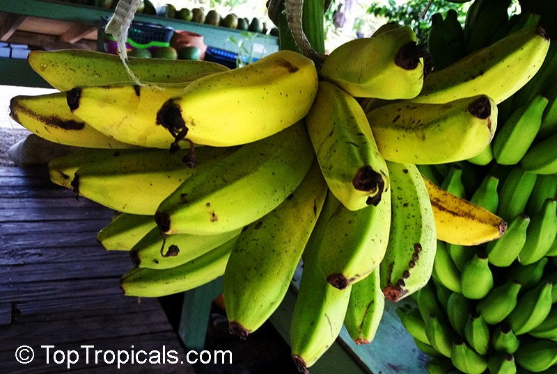 TopTropicals.com on Twitter: "#Musa - #Banana Dwarf Cavendish produces wonderful tasting fruits ...