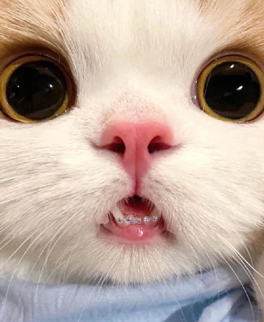 馃惐 Gatitos que curan tu depresi贸n 馃惐 (@gatitos_qctd) / Twitter 馃惐 Gatitos que curan tu depresi贸n 馃惐 (@gatitos_qctd) / Twitter