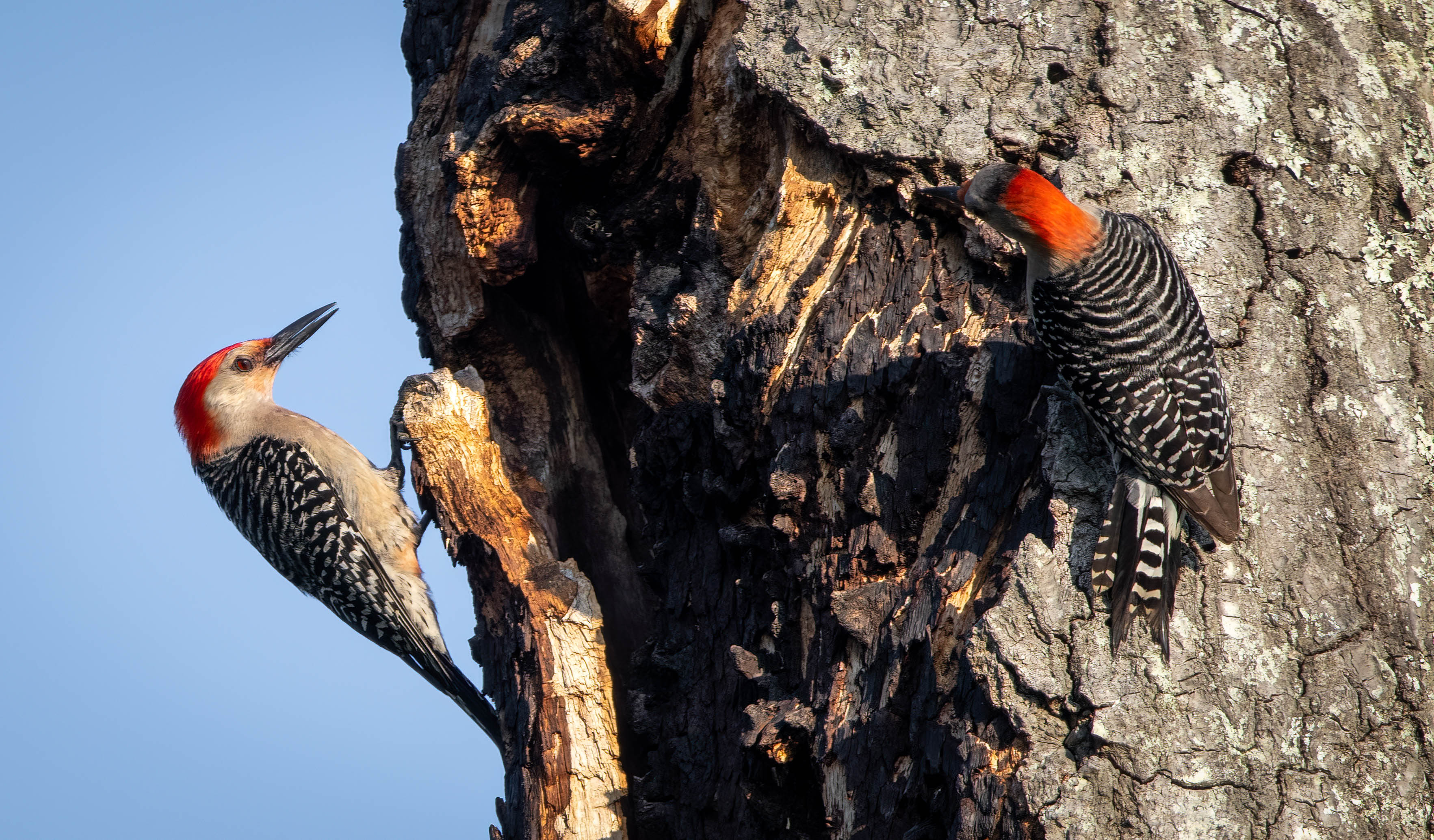 Carol Elizabeth Cox (@carolcoxphotos) / Twitter