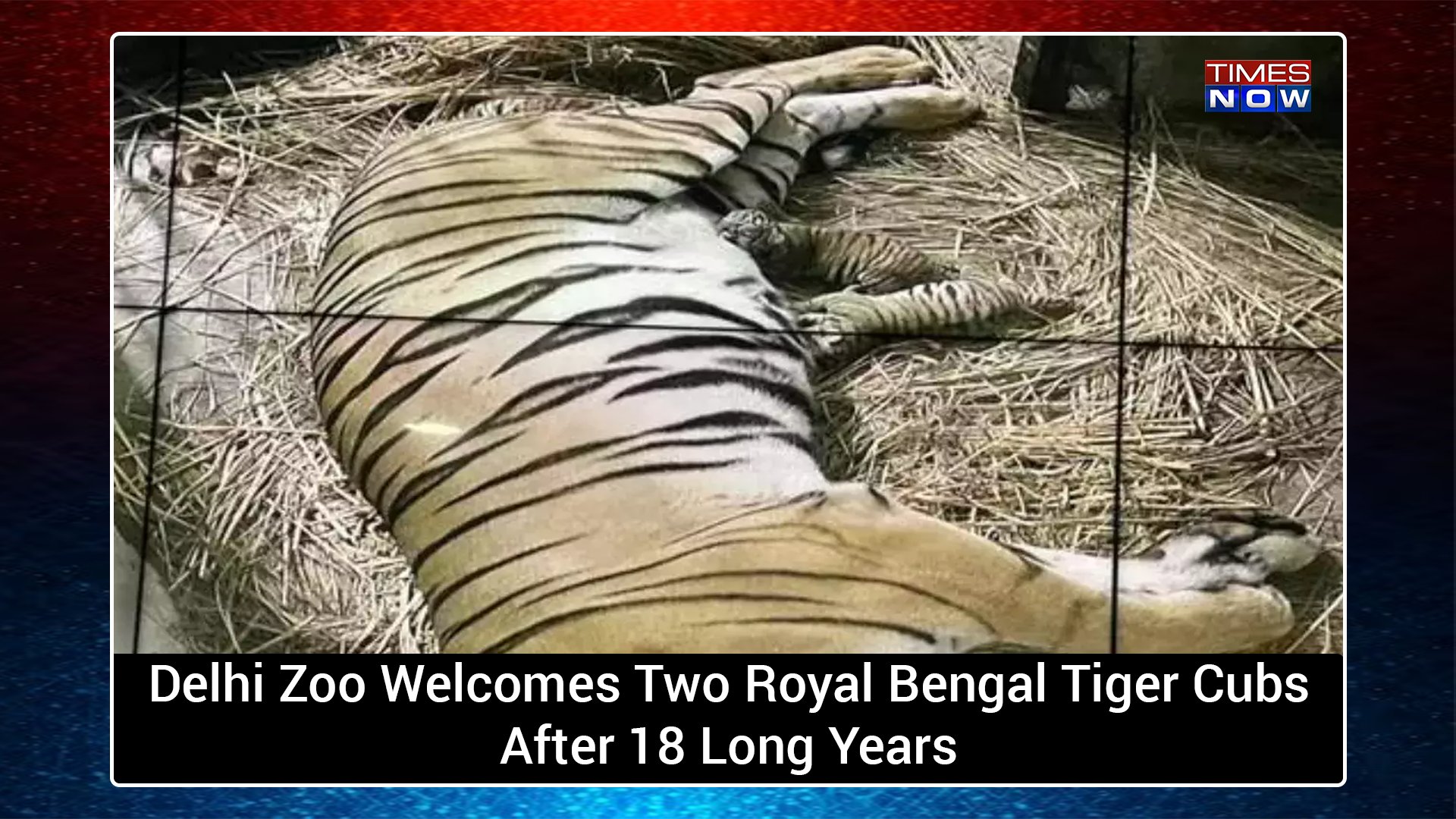 Royal Bengal Tiger Cubs