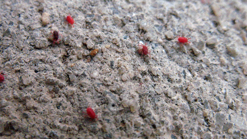 Baby Clover Mites