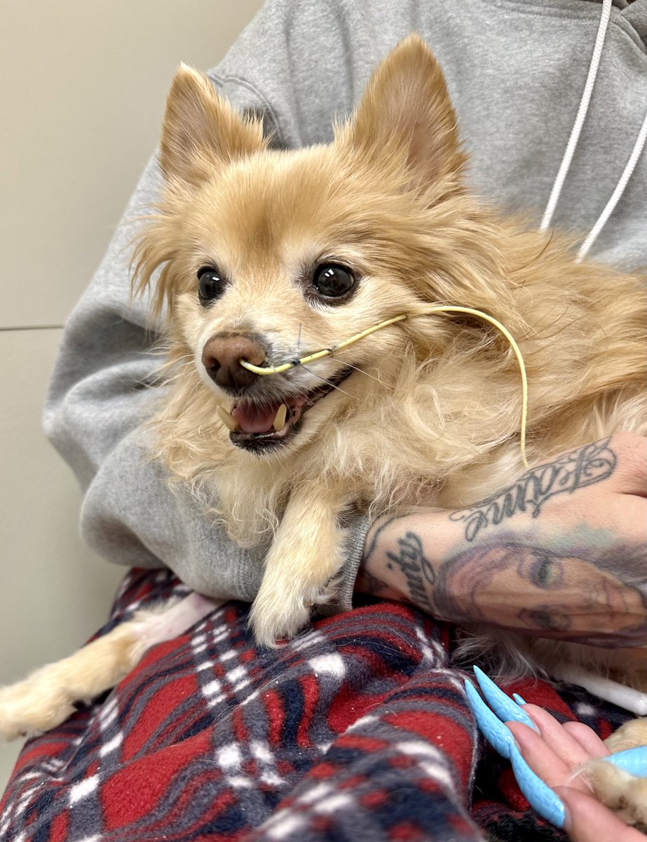 Jeffree Star Dog Tattoos