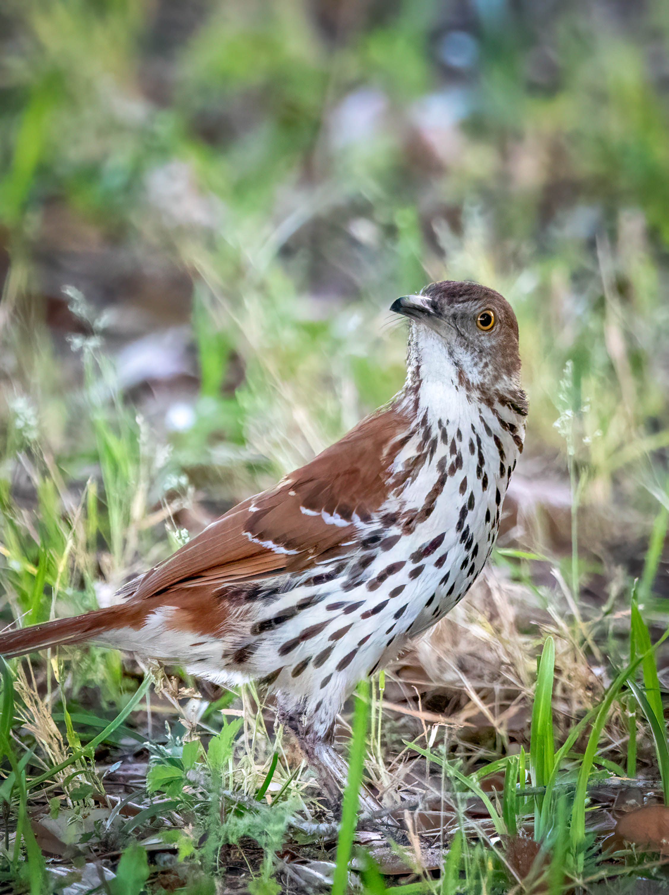 Carol Elizabeth Cox (@carolcoxphotos) / Twitter