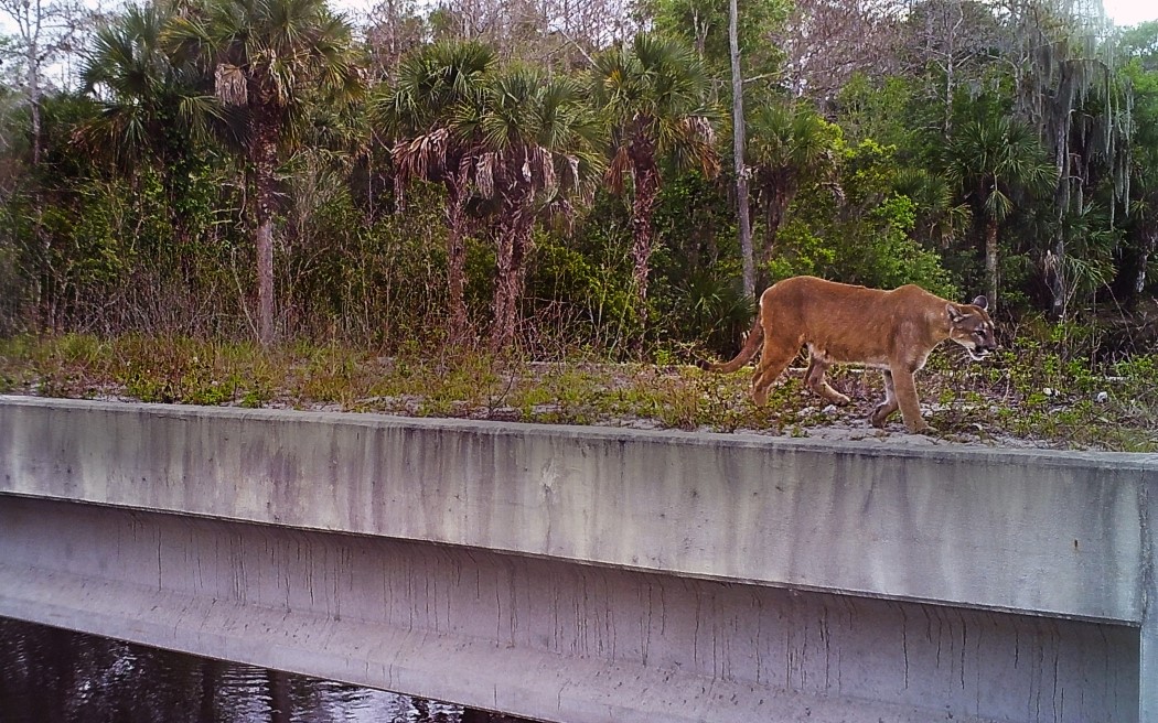 Ben Goldsmith on Twitter: "RT @USFWS: A bridge to conservation. 🌉 Wildlife crossings and ...