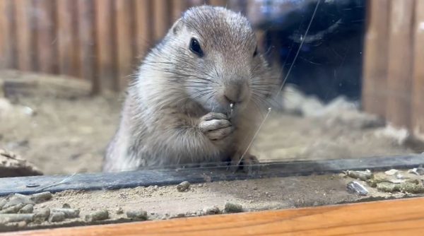 ニコニコニュース on Twitter: "並んでモグモグするプレーリードッグ！ https://originalnews.nico/421127 エサがガラスのすぐそばにあるので、食べる姿を ...