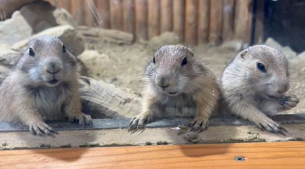 ニコニコニュース on Twitter: "並んでモグモグするプレーリードッグ！ https://originalnews.nico/421127 エサがガラスのすぐそばにあるので、食べる姿を ...