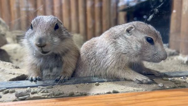 ニコニコニュース on Twitter: "並んでモグモグするプレーリードッグ！ https://originalnews.nico/421127 エサがガラスのすぐそばにあるので、食べる姿を ...