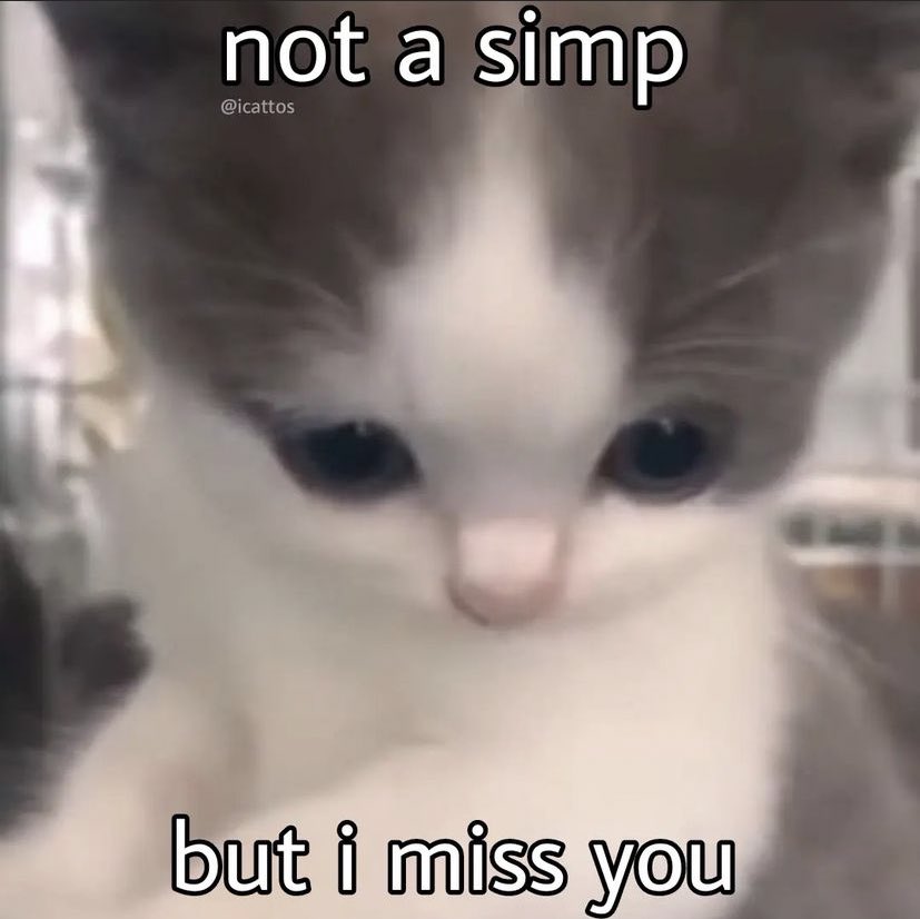 I Miss You Too Cat Meme