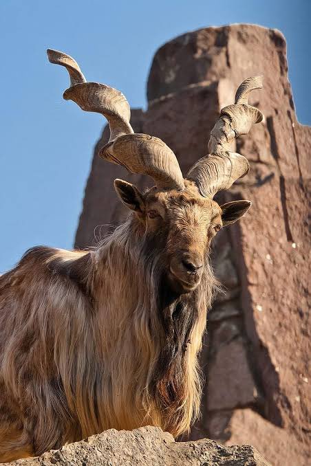 Markhor The Animal