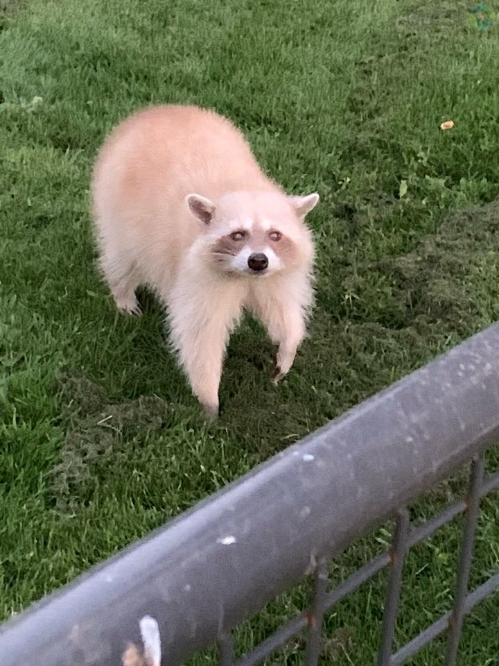 Albino Raccoon