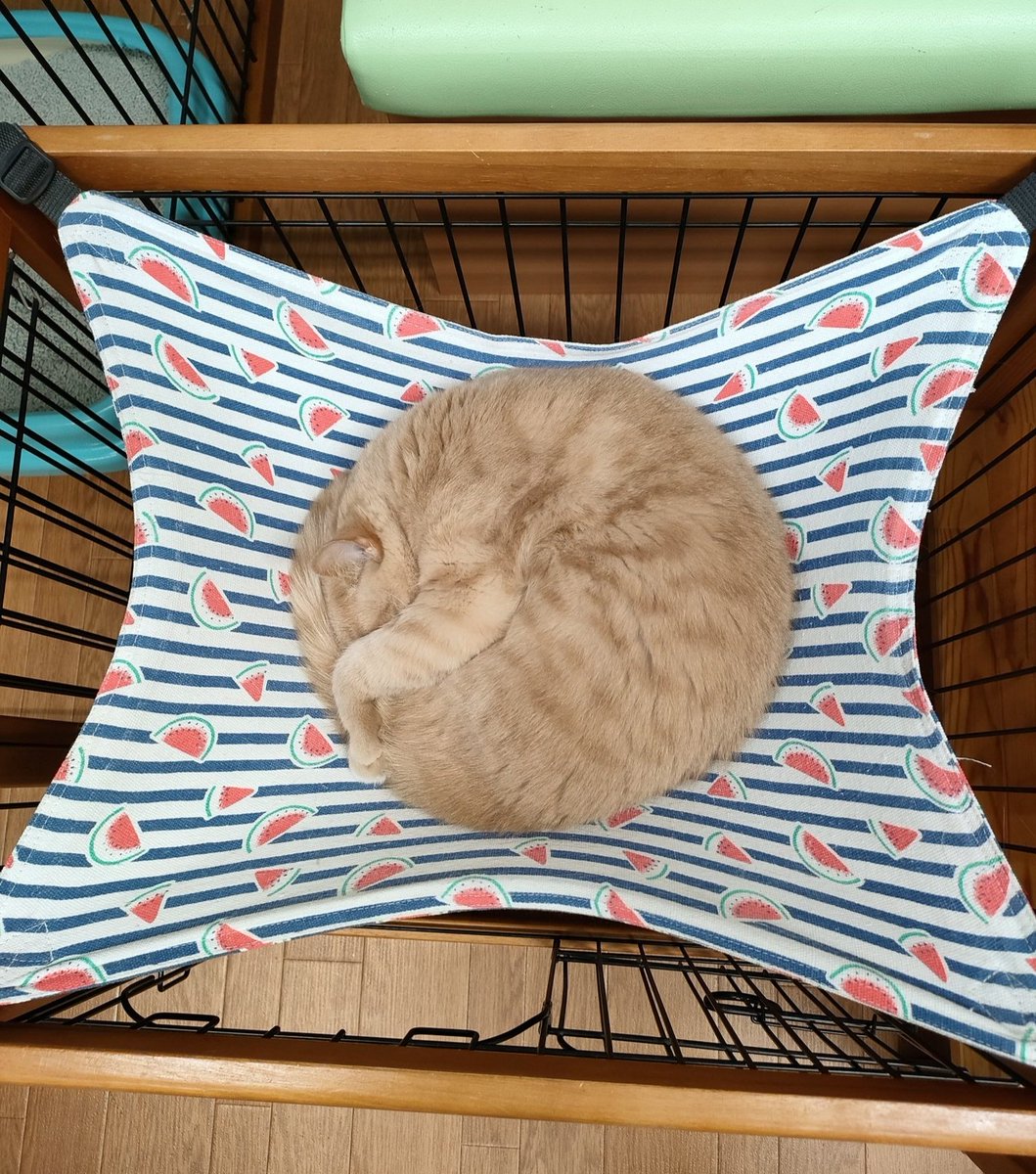 ととろっち🐘 On Twitter Rt Catcafechigura 店主のつぶやき 私はこれ以上の「丸い猫」の写真を撮る自信はありません😺🍓🌺 新潟 猫 猫カフェ 丸い猫