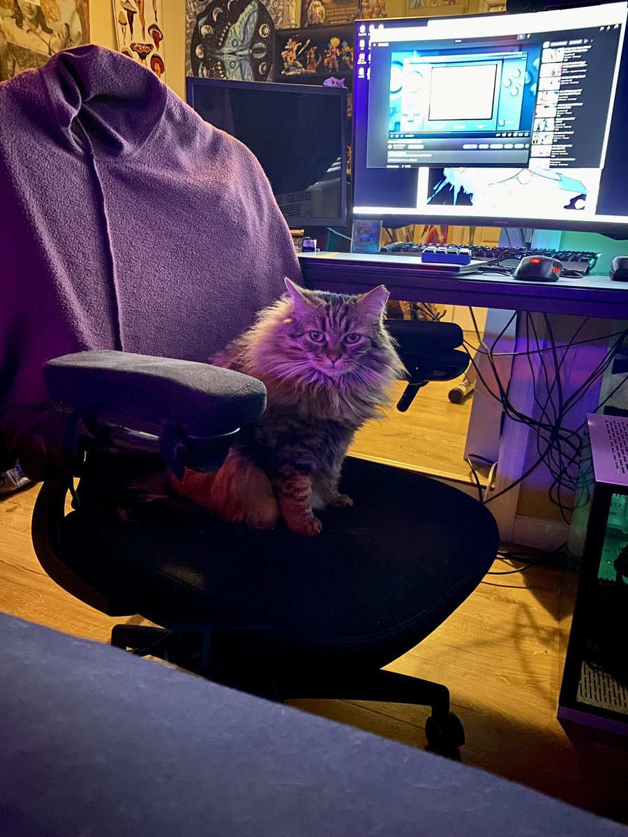 Airen on Twitter: "this bitch loves to sit in my chair and stare me down"