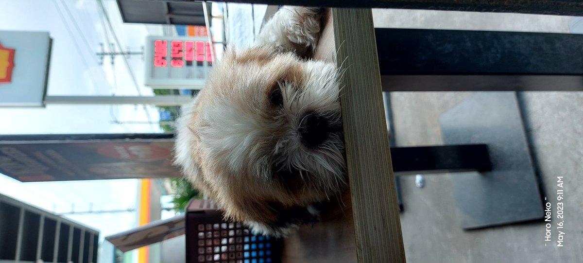 ~ ほろ ねこ ~🇵🇭 on Twitter: ~ ほろ ねこ ~🇵🇭 on Twitter: