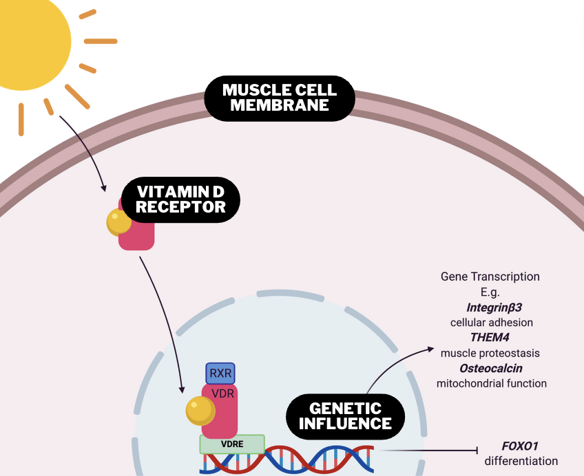 There are 100+ Vitamins in your bloodstream right now. But you can only ...