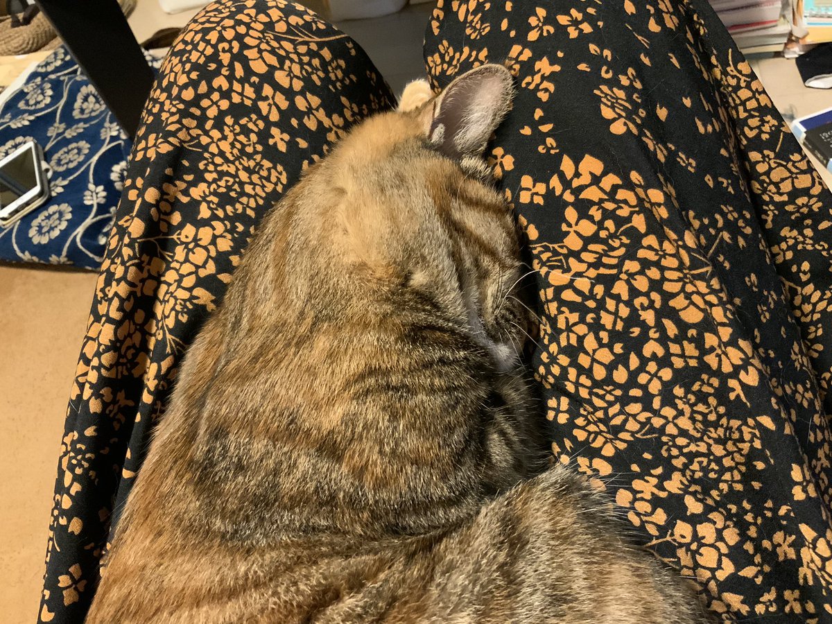 月亭天使 On Twitter 急に暑くなったし、眠いんかな