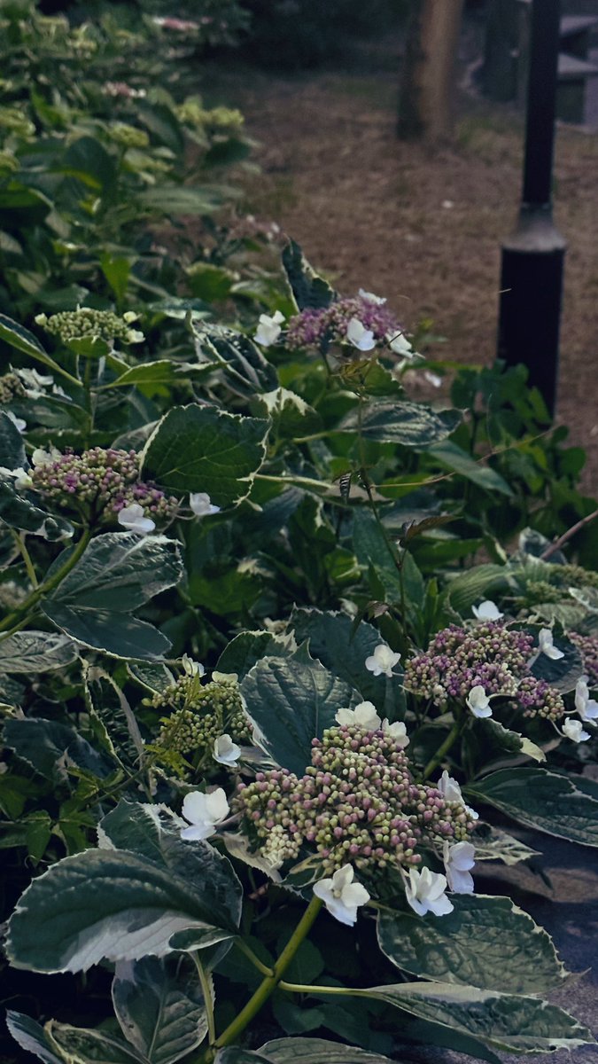 lori on Twitter: "mariesii variegata — variegated lacecap hydrangea"