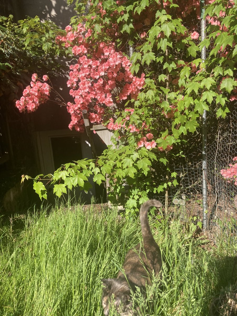Joyce Carol Oates On Twitter Unfathomable Kitty Excitement In The Catio In Morning Sun