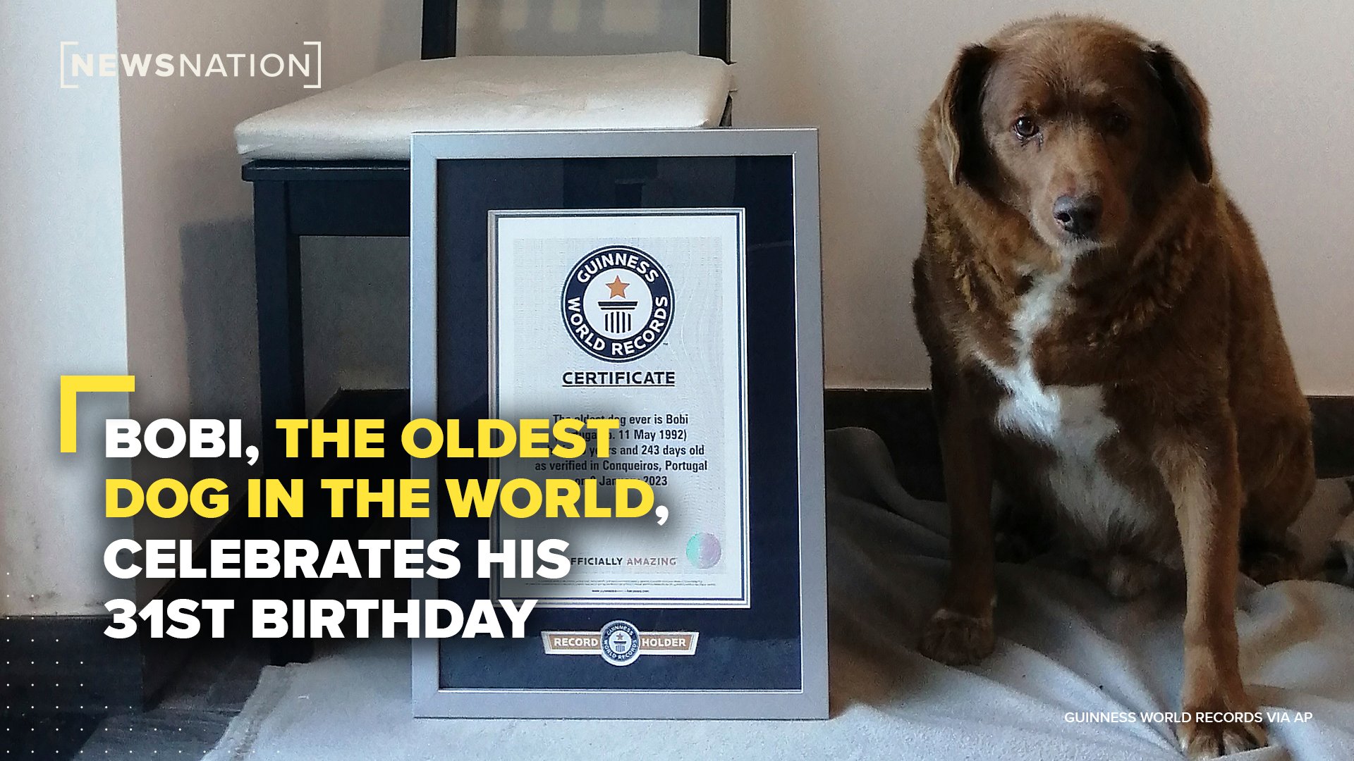 Biggest Dog In The World Guinness Book Of World Records