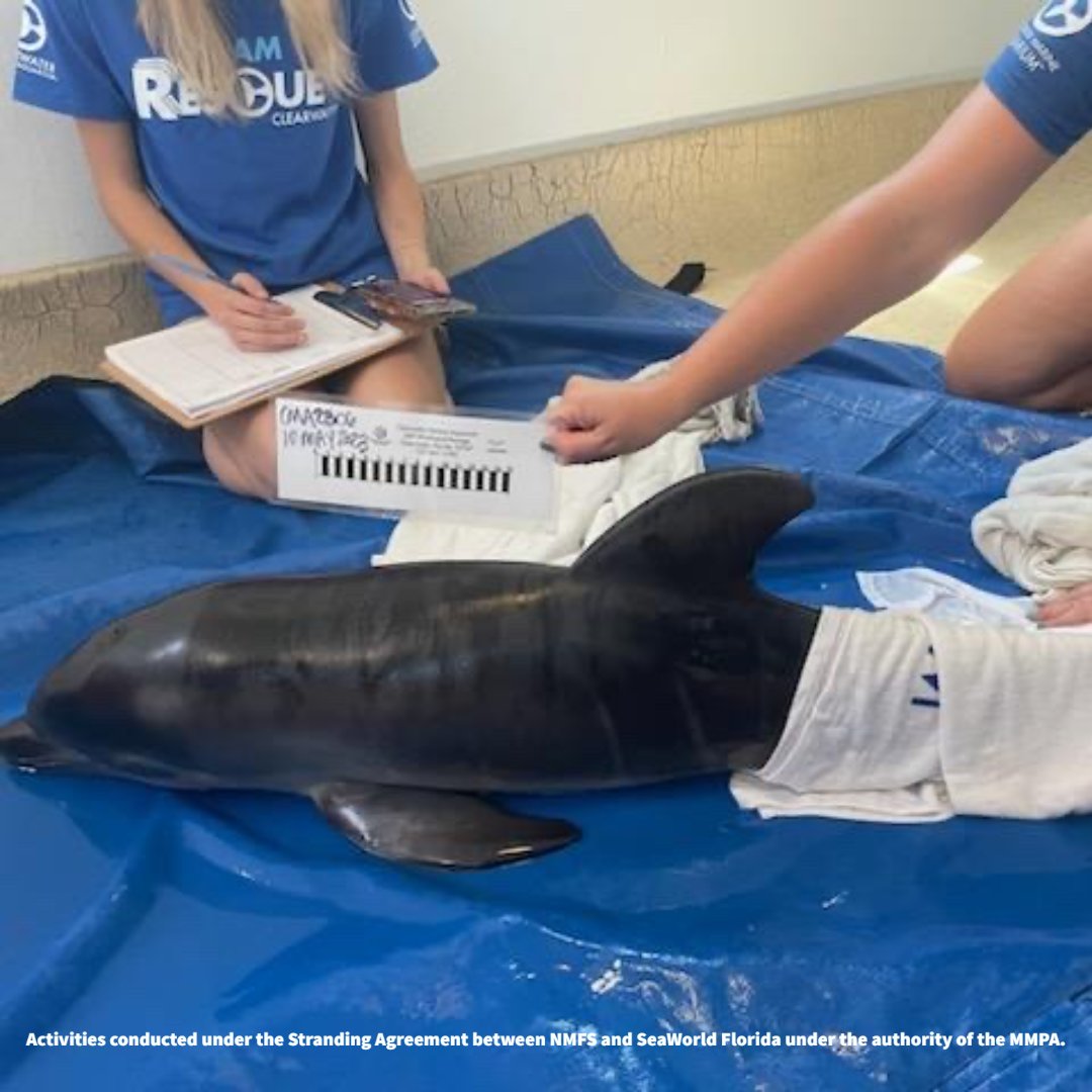 Bottlenose Dolphin Baby Alone