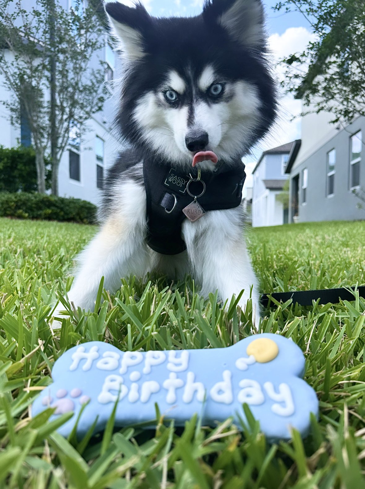Happy Birthday Husky