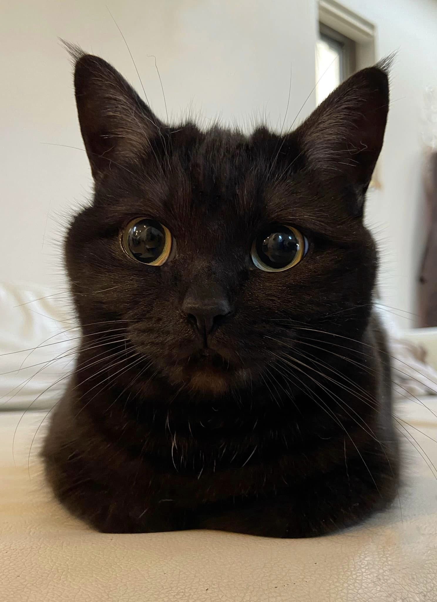 codfish 🧶 (@codfish246) / Twitter