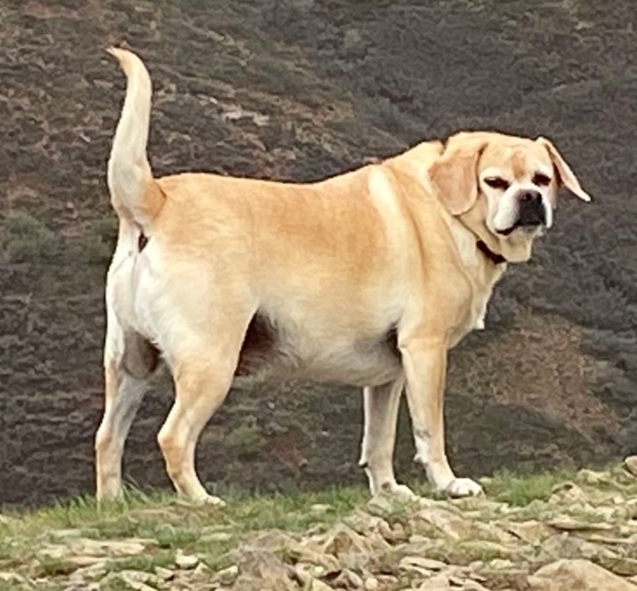 Pug Mixed With Golden Retriever