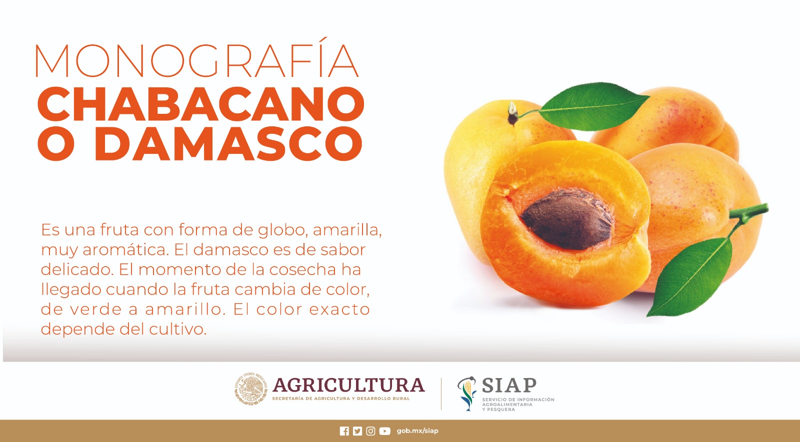 Chabacano Fruta