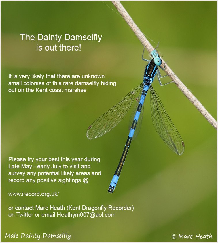 Marc Heath on Twitter: "With the first Dainty Damselflies starting to emerge, here's a timely ...