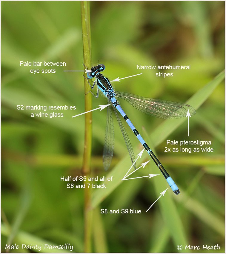 Marc Heath on Twitter: "With the first Dainty Damselflies starting to emerge, here's a timely ...