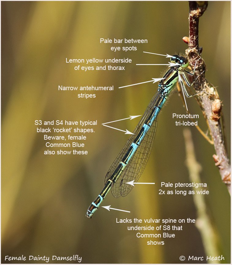 Marc Heath on Twitter: "With the first Dainty Damselflies starting to emerge, here's a timely ...