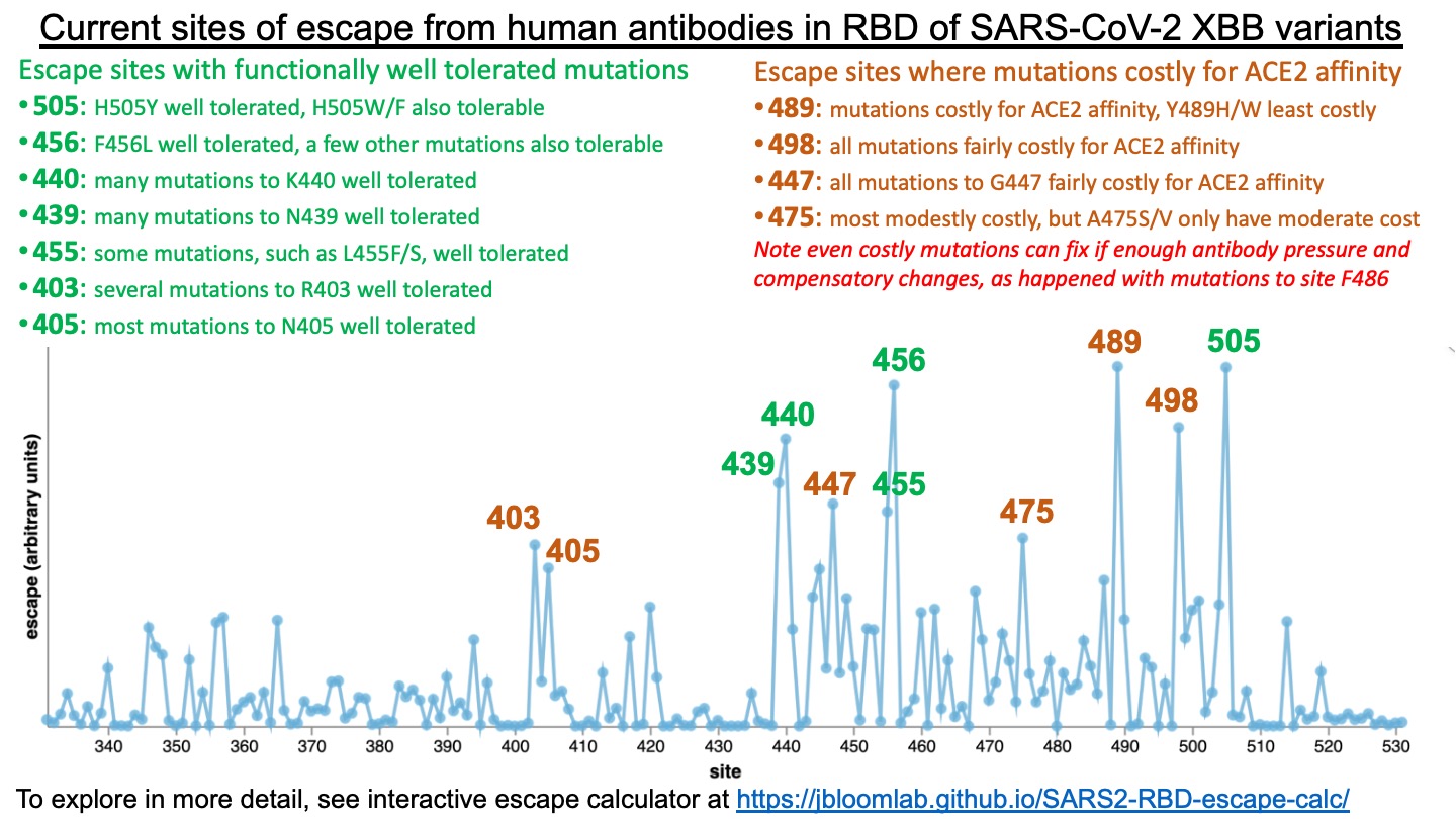 Bloom Lab on Twitter: "That brings us to the present, where if SARS-CoV-2 evolution continues to ...