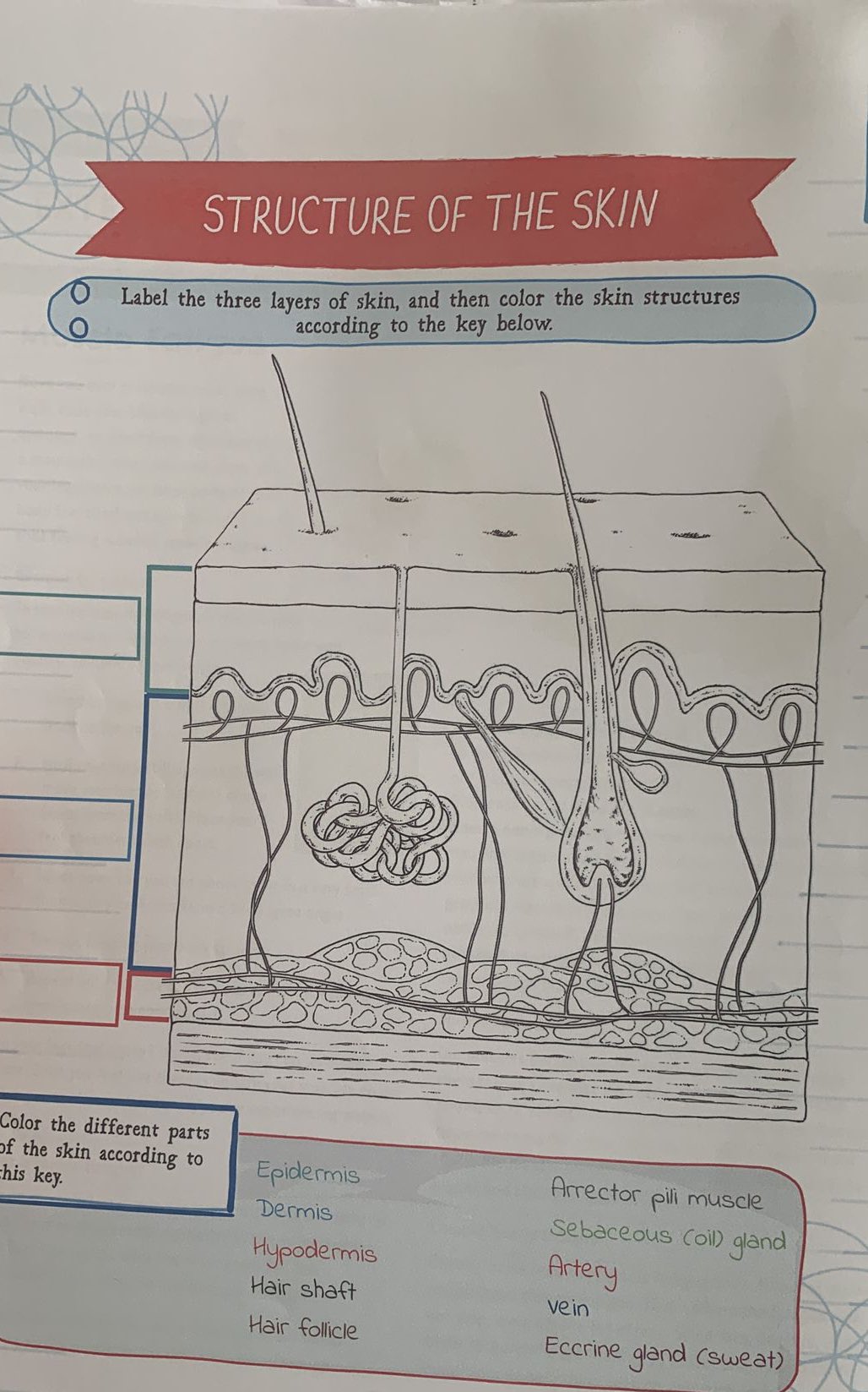 Integumentary System Diagram For Kids What Are Organs? | Human Body