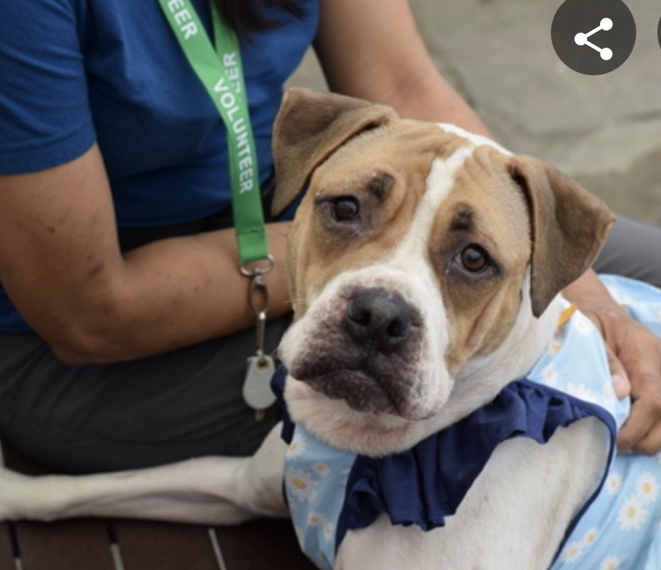 on Twitter: "RT @TomJumboGrumbo: A wonderful “sweet and social” dog who has caught pneumonia in ...