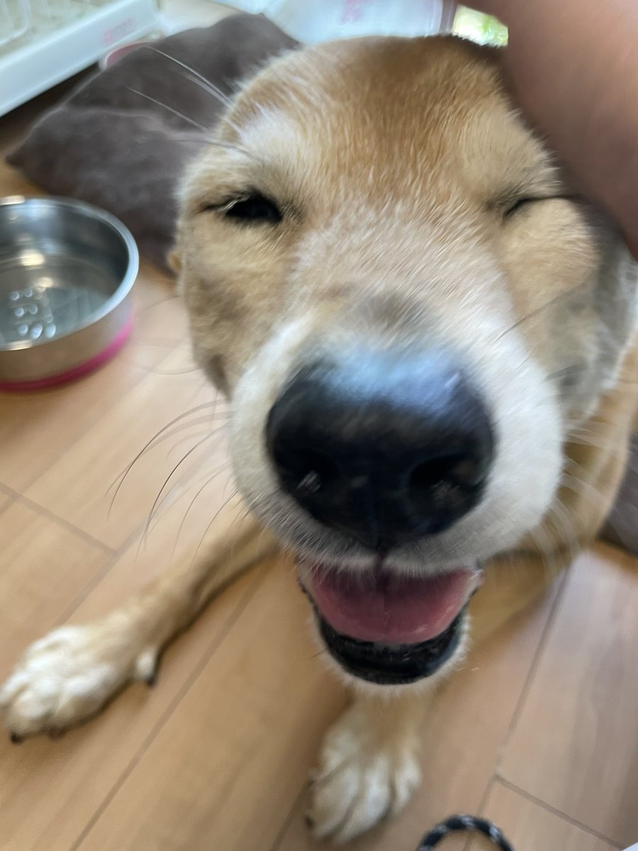 さやもも On Twitter 夜勤明けで帰ると大歓迎してくれるそらぴ